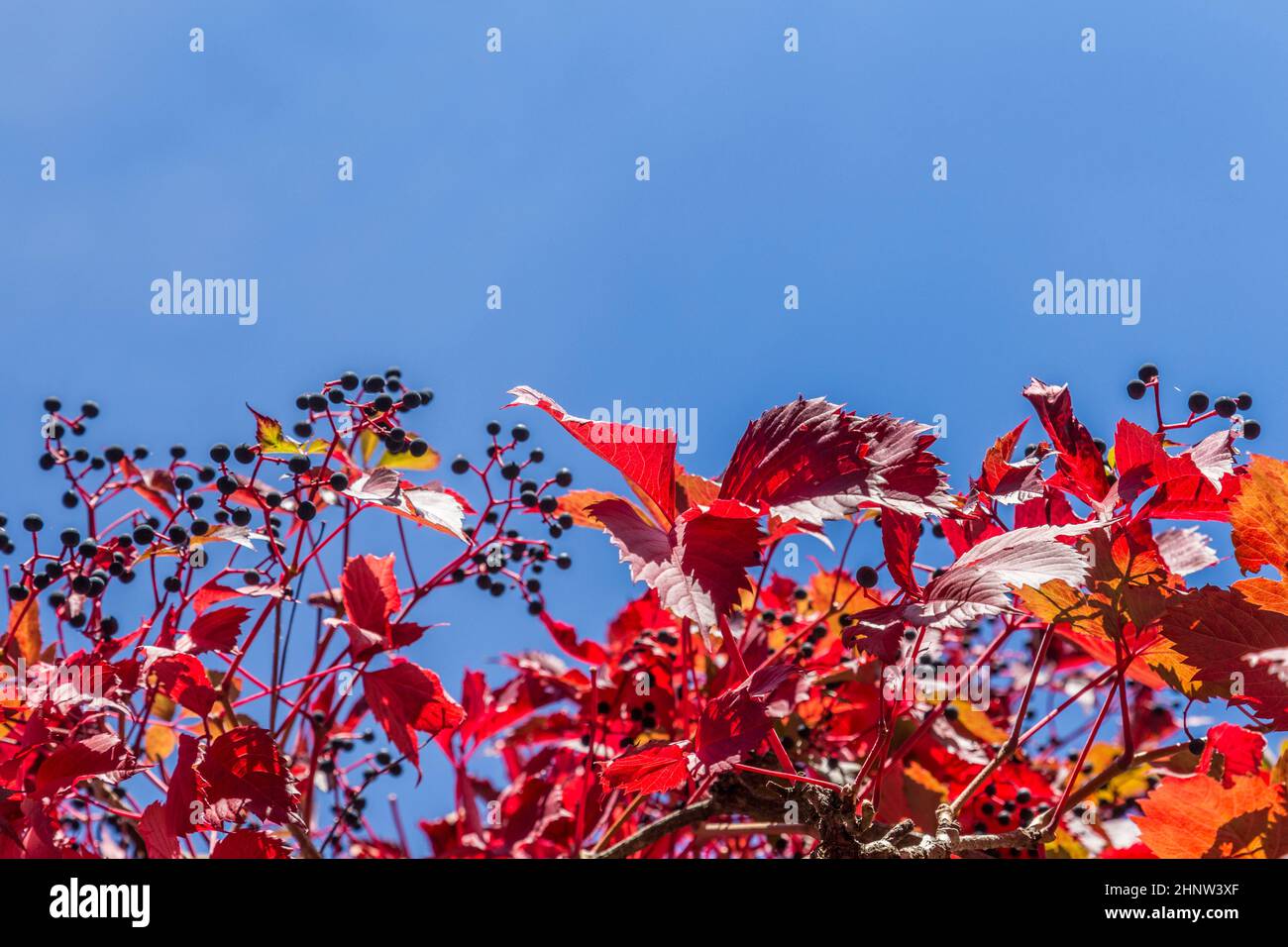 red climber plant with berries with clear blue sky as symbol for nature ...