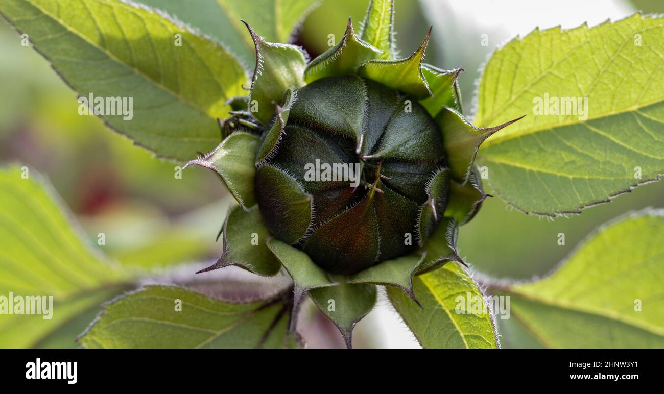 Small Sunflower bud on the blurred floral background. Front view ...