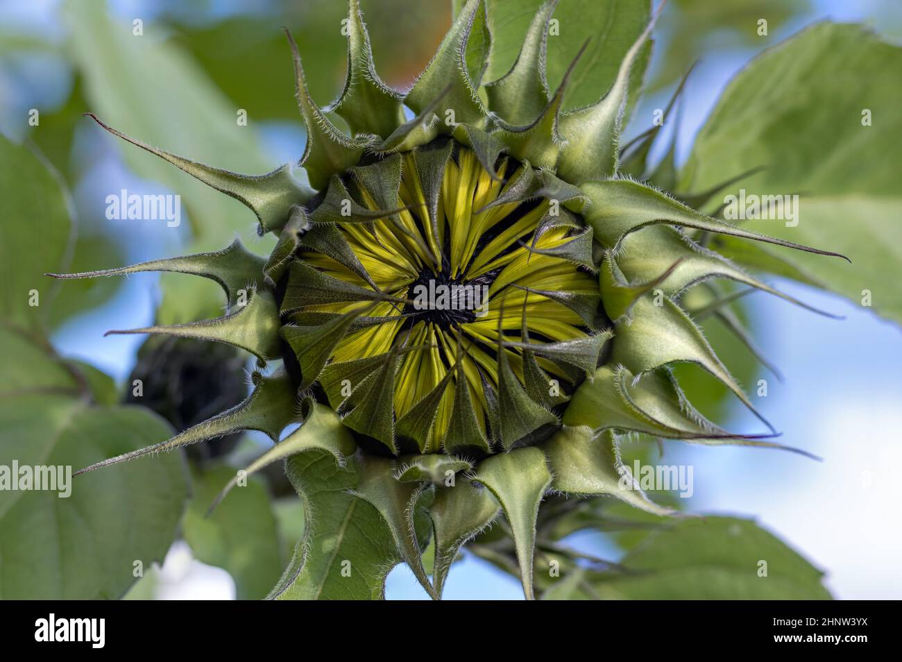 Small Sunflower bud on the blurred floral background. Front view ...