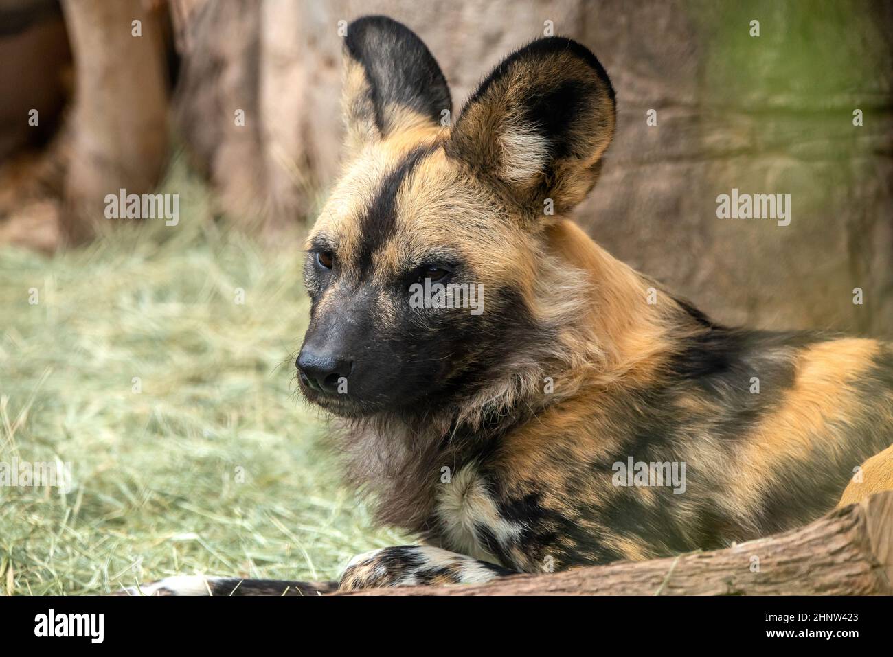 African Wild Dogs Stock Photo - Alamy
