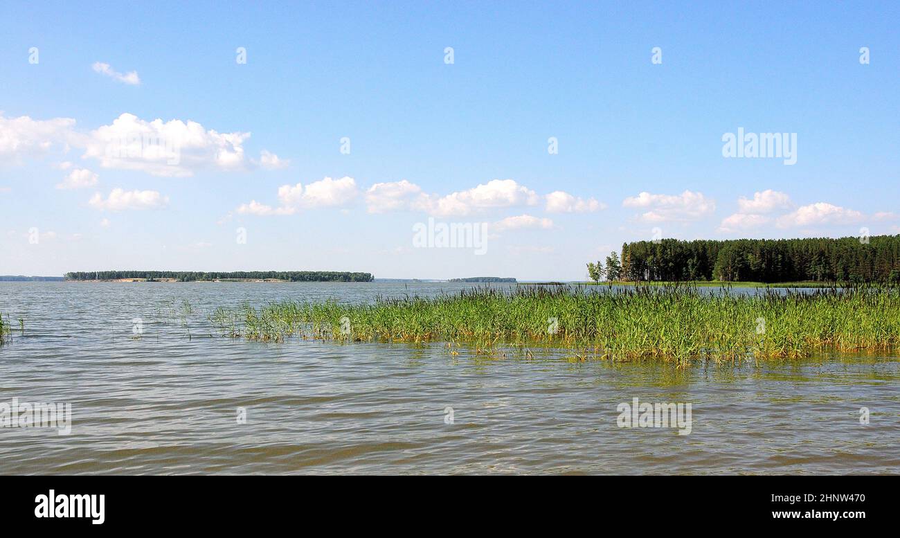 Large tree on edge of marsh hi-res stock photography and images - Alamy
