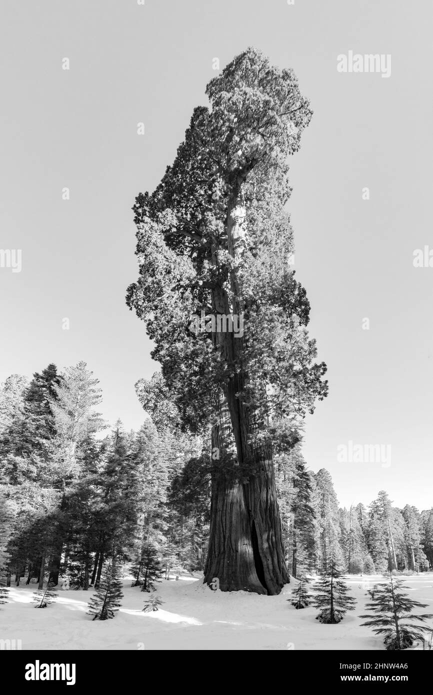 beautiful old sequoia trees under blue sky Stock Photo - Alamy