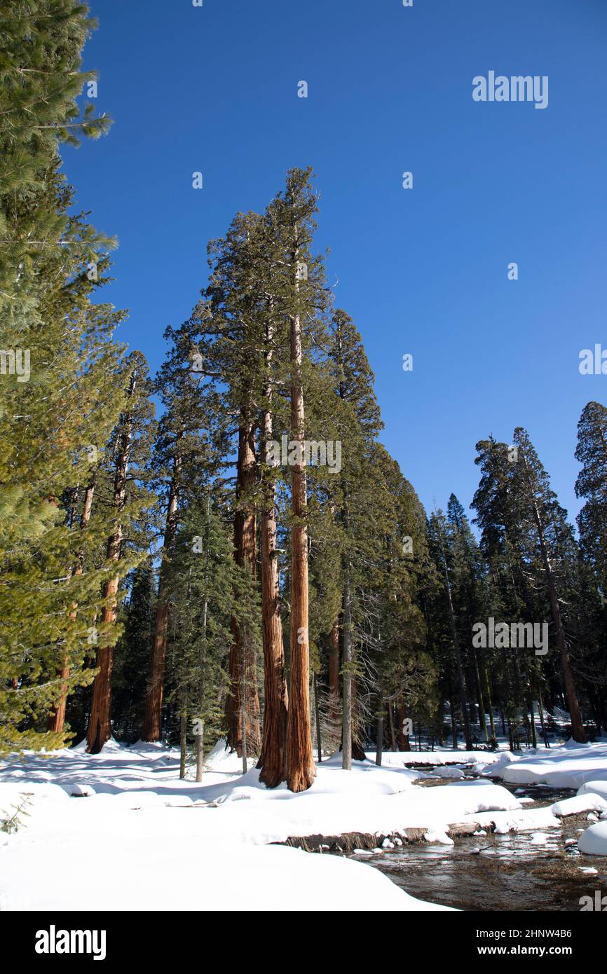 beautiful old sequoia trees under blue sky with small creek and snow ...