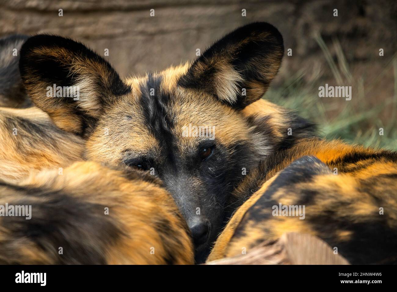 African wild dogs puppies hi-res stock photography and images - Alamy