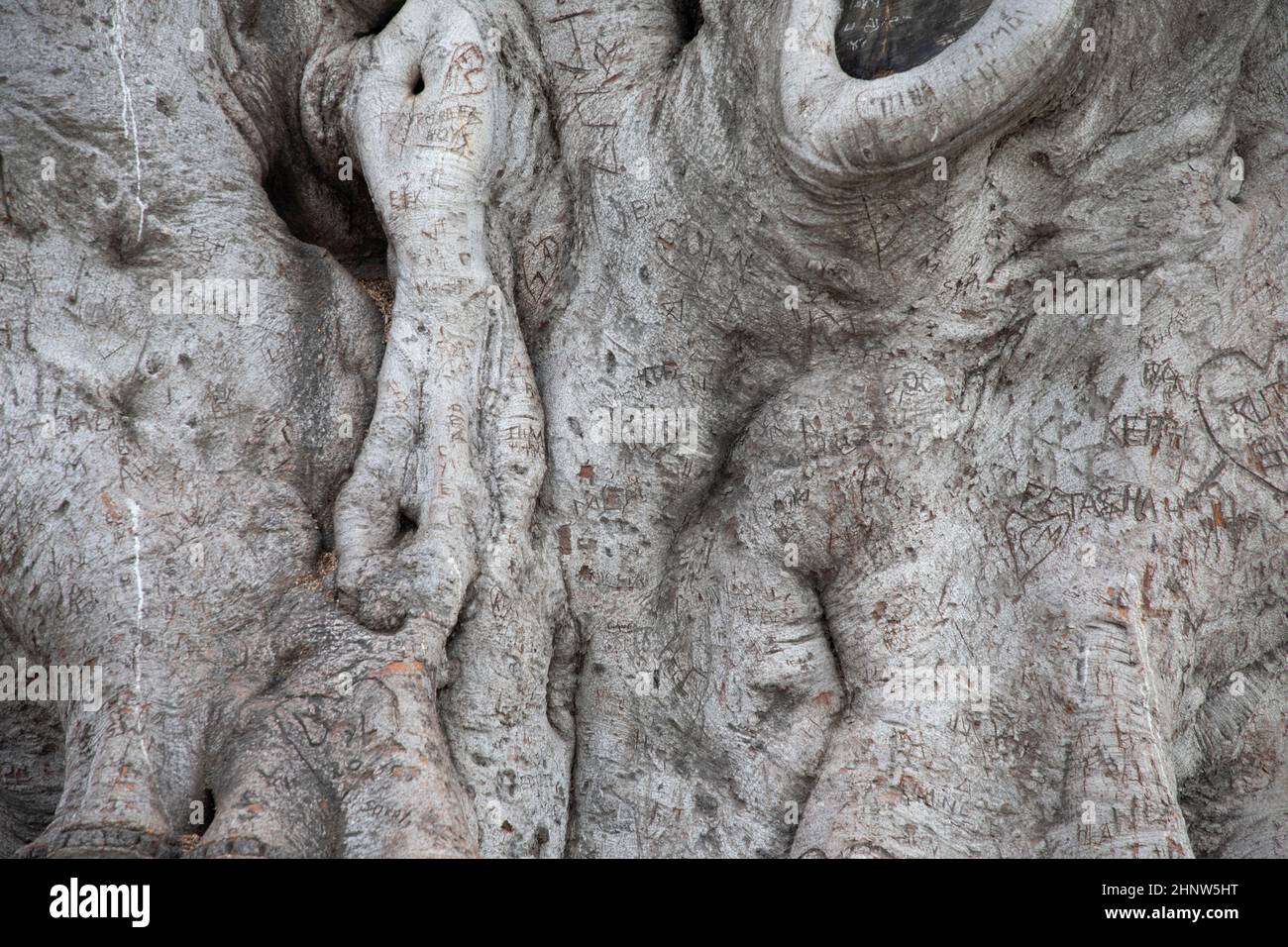 Beverly Gardens Park, the 100 year old tree behind it is just as worth ...