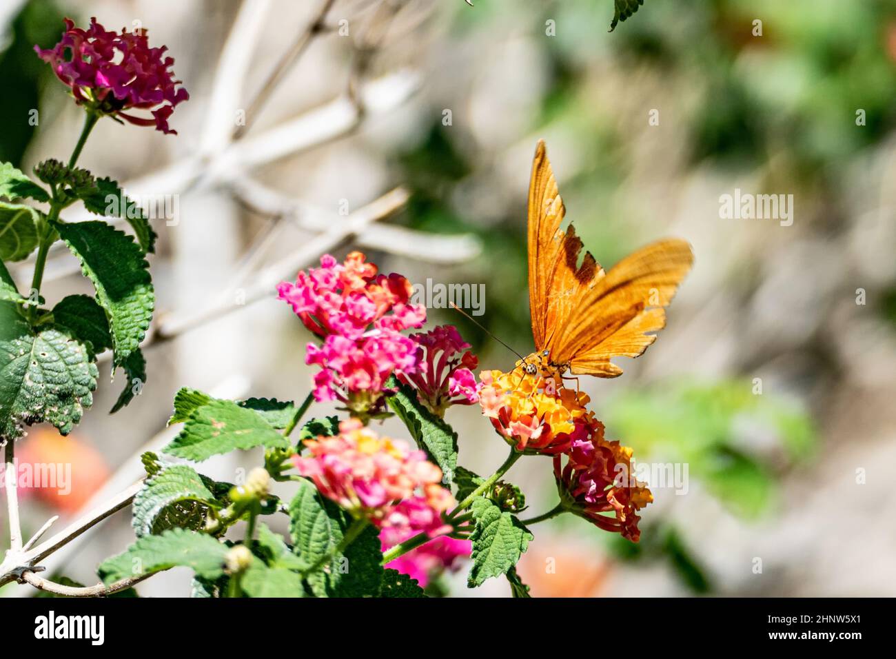 butterfly in a bud sucking nectar from the flower in the rainforest in ...
