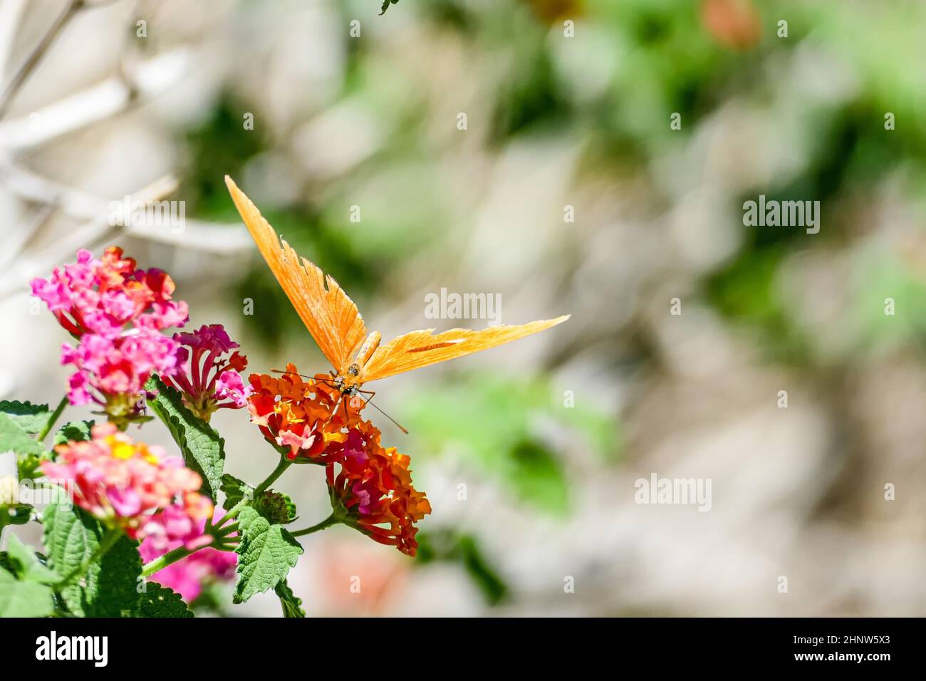 butterfly in a bud sucking nectar from the flower in the rainforest in ...