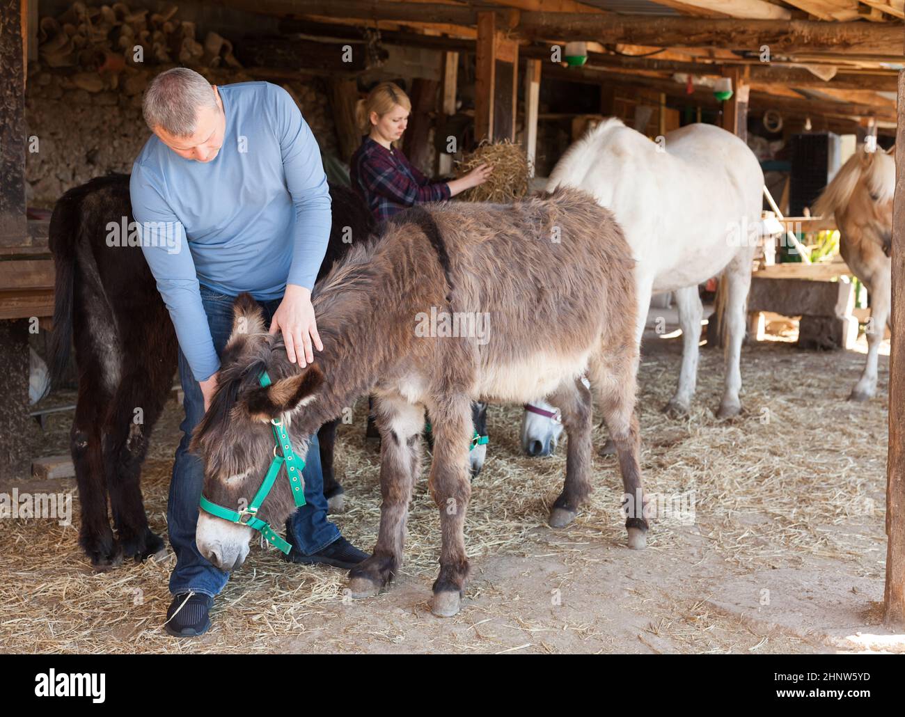 Farmer caring about donkeys Stock Photo - Alamy