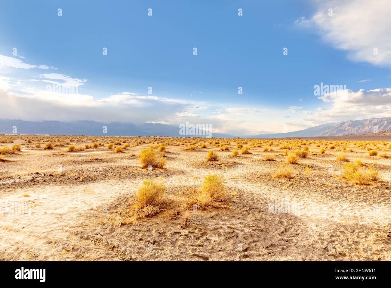 beautiful devils corn field, scenic desert plants in the death valley ...