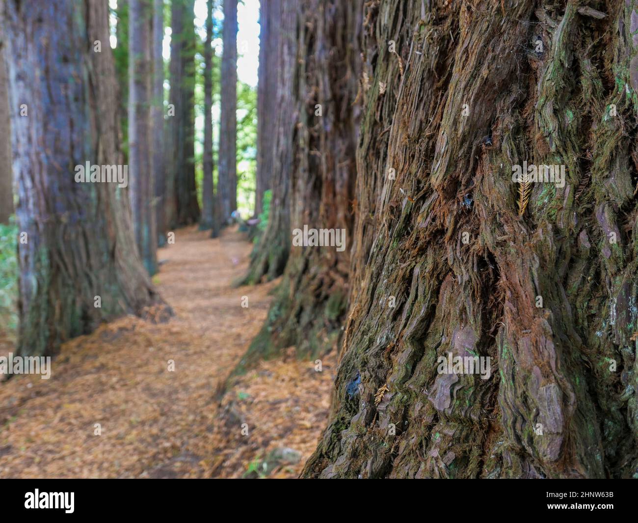 huge redwood trees at Hamurana Springs, Rotorua, New Zealand ...