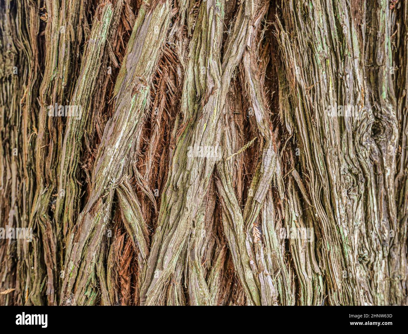 detail of huge redwood trees at Hamurana Springs, Rotorua, New Zealand ...