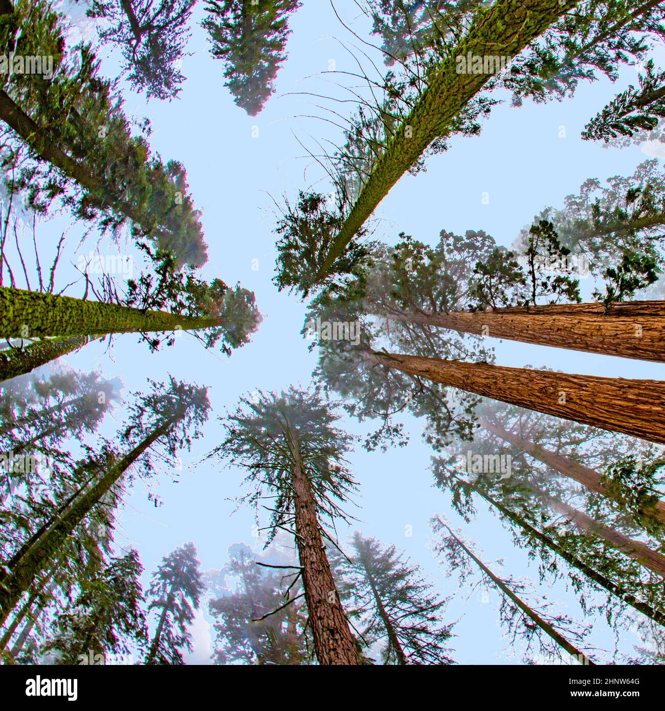 old huge sequoia tree in snow in the sequoia tree national park Stock ...