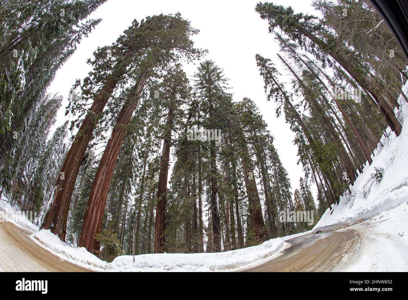 road at sequoia tree nationa park in winter with snow, USA Stock Photo ...