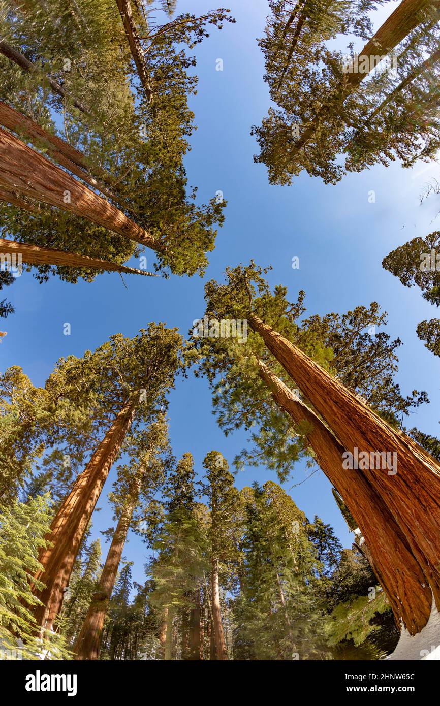 beautiful old sequoia trees under blue sky Stock Photo - Alamy