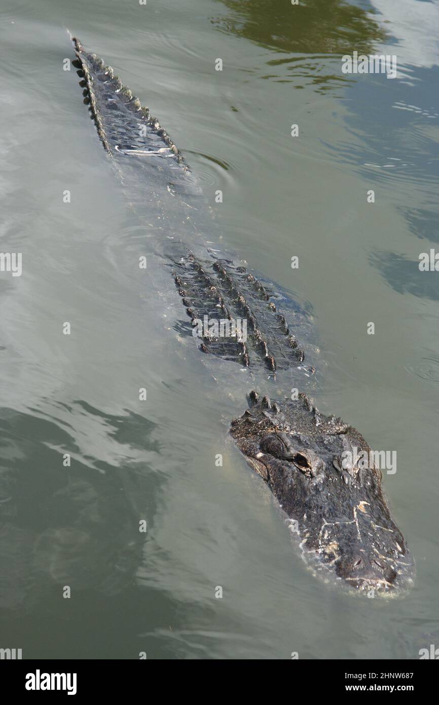 Submerged alligators hi-res stock photography and images - Alamy