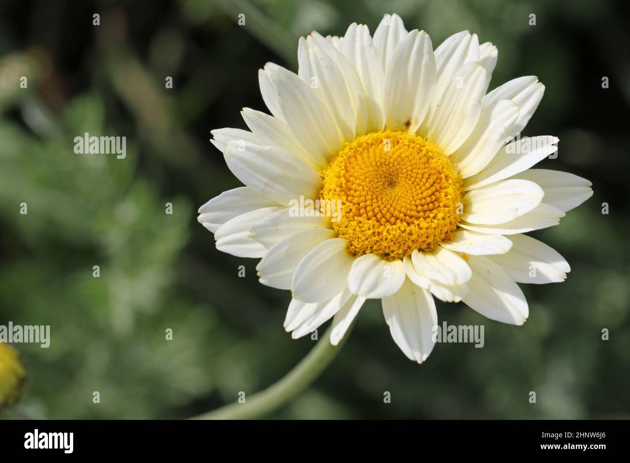 White daisy flower with yellow centre of unknown species in close up ...