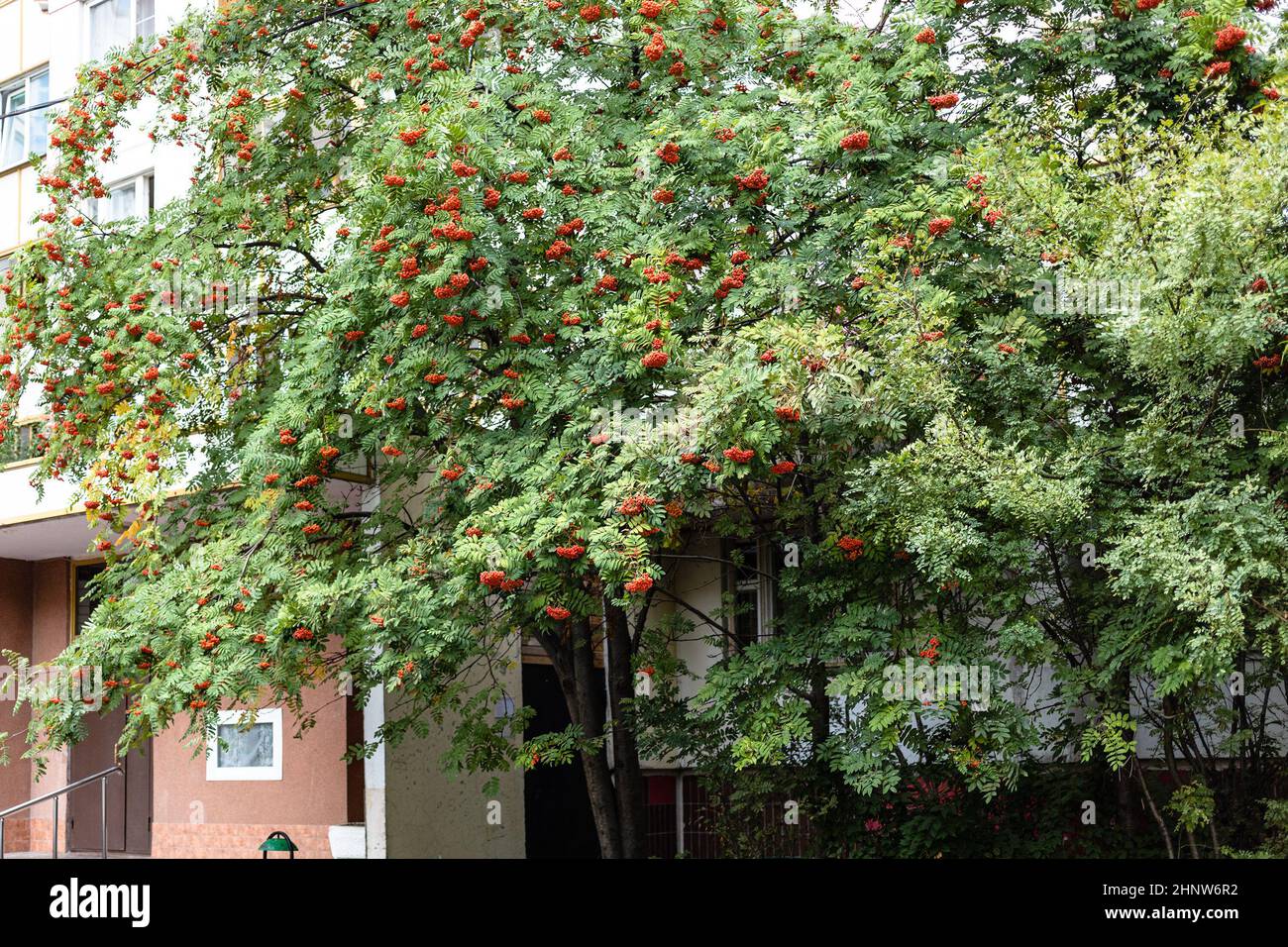 large rowan tree with bunches of ripe berries next to city residential ...