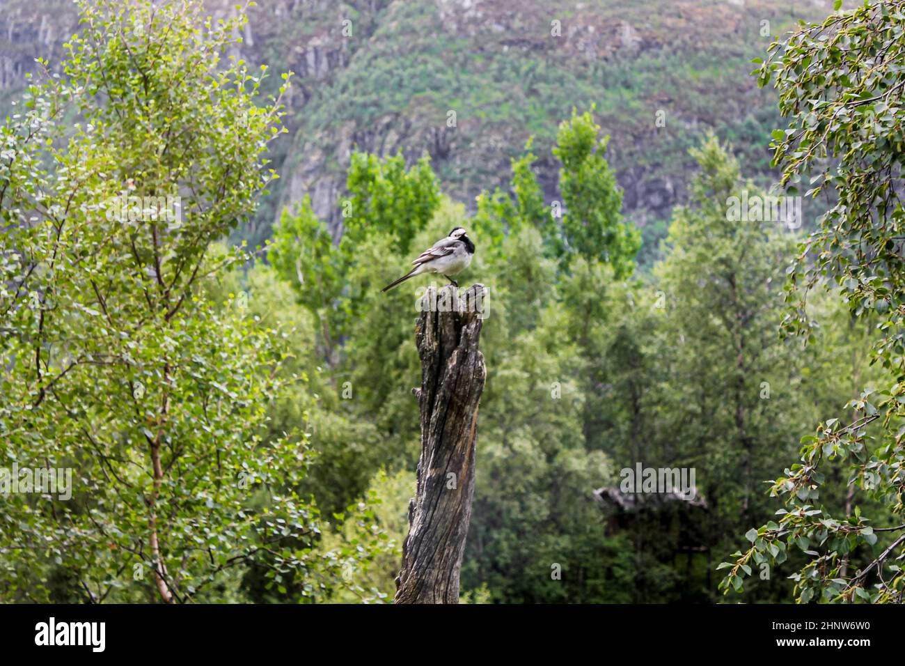 Small gray songbird wagtail on wood log in Hemsedal, Norway Stock Photo ...
