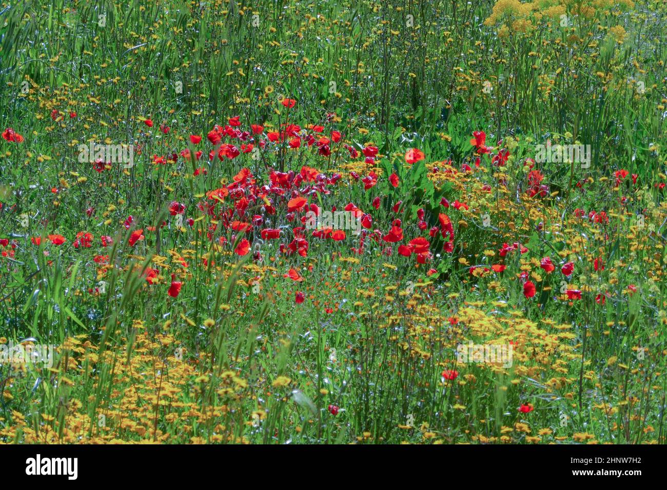 beautiful poppy flowers at the meadow in the Tuscany, Italy Stock Photo ...