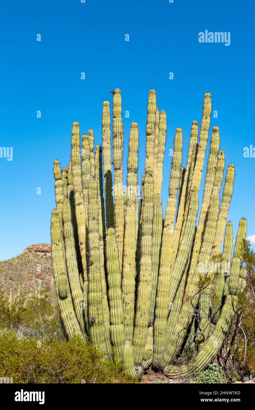 The cacti of Arizona’s Sonoran Desert stand like a vast, silent army at ...