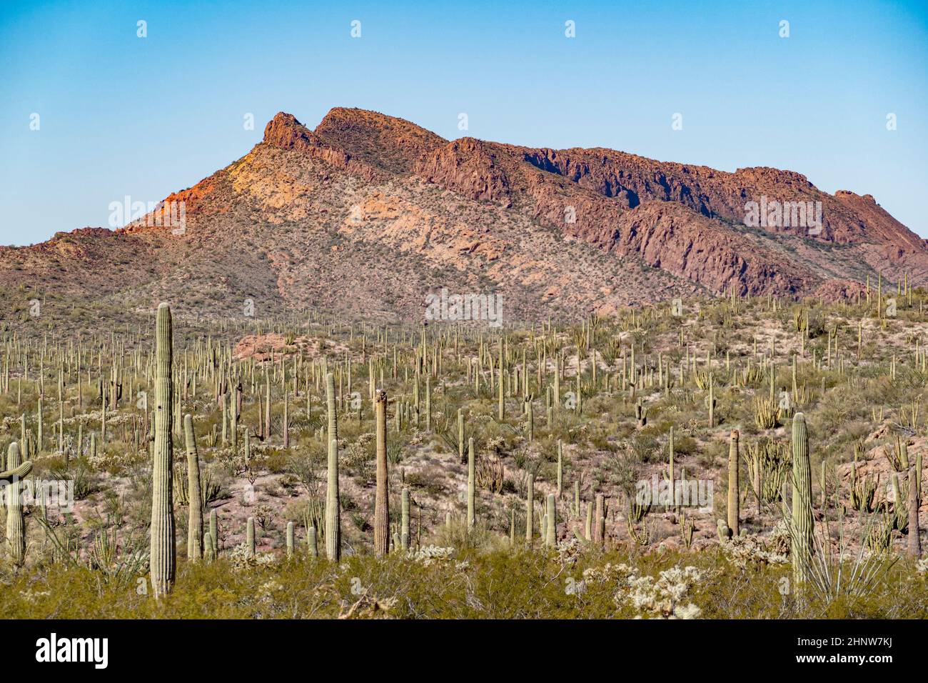The cacti of Arizona’s Sonoran Desert stand like a vast, silent army at ...