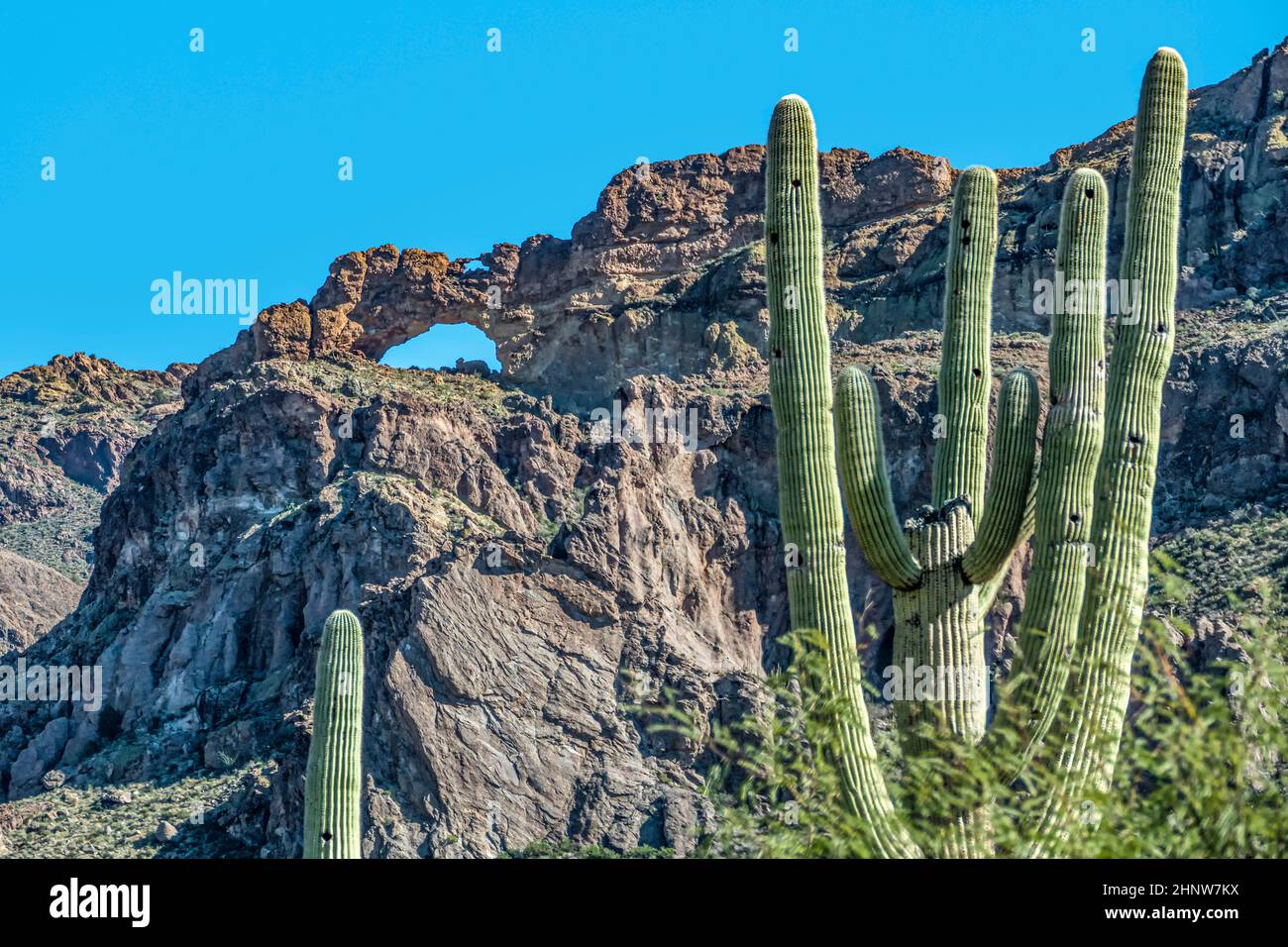 The cacti of Arizona’s Sonoran Desert stand like a vast, silent army at ...