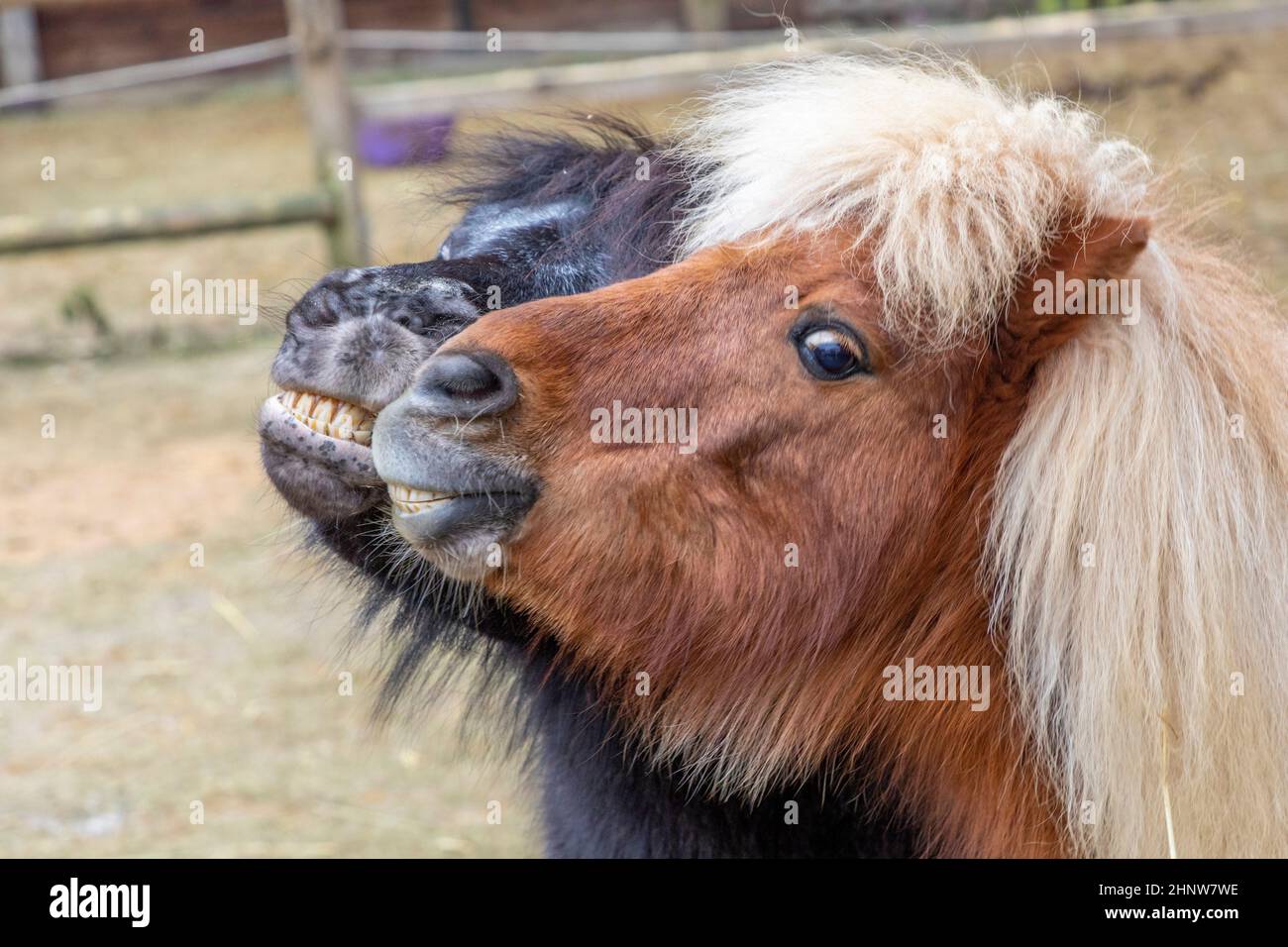 Two ponys hi-res stock photography and images - Alamy