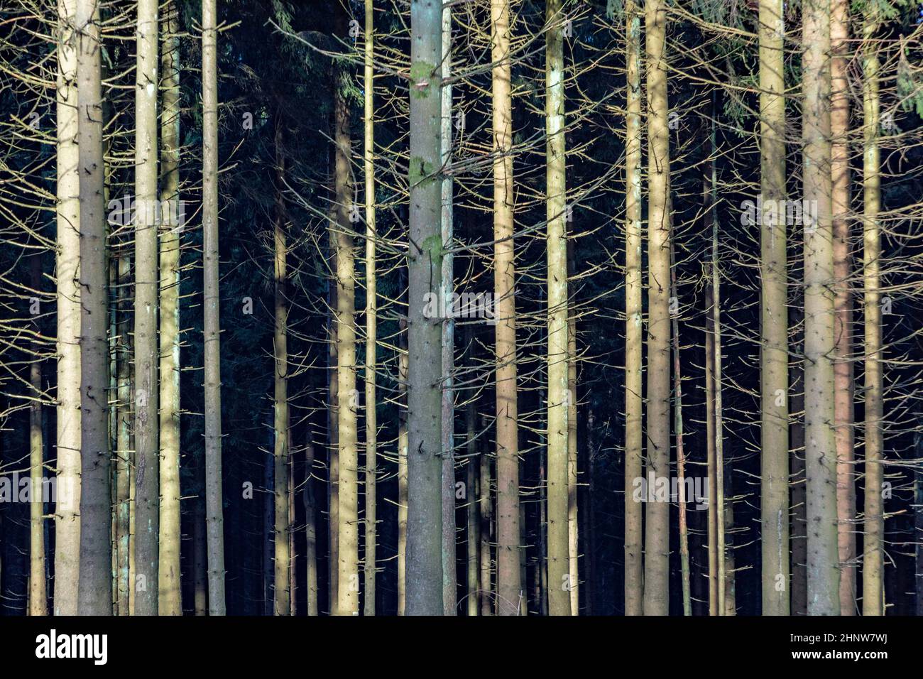 fir forest in the Taunus area at mountain Feldberg in Germany Stock ...
