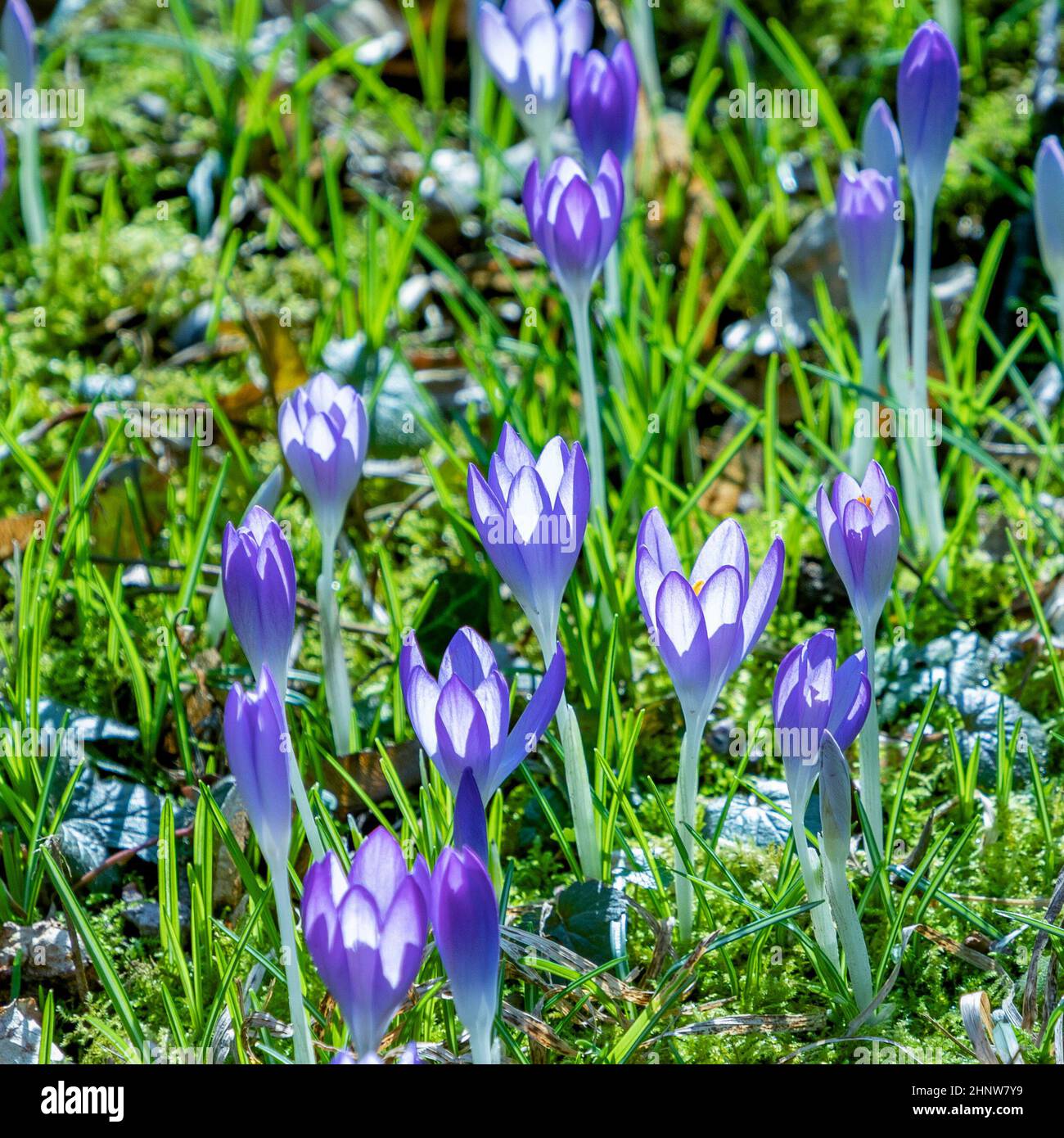 detail of violet crocus bloomin in the Rosegarden in Darmstadt, Germany ...