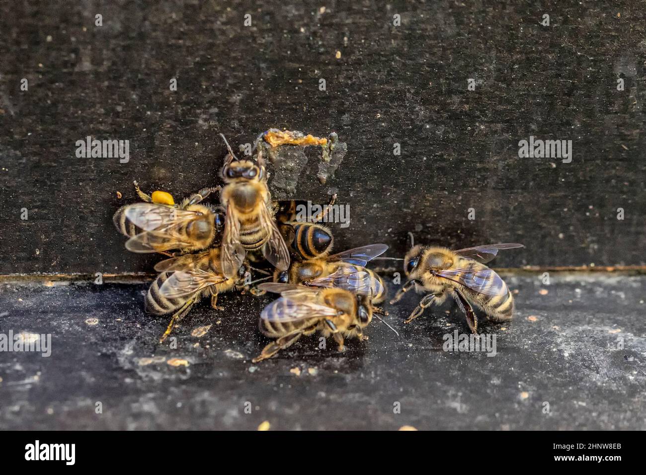 bees at he entrance of their beehive trying to enter Stock Photo - Alamy