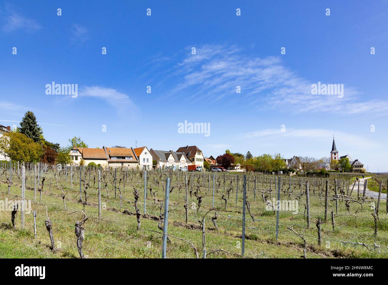 vineyard with old winery buildings in Hochheim, Germany in spring time ...