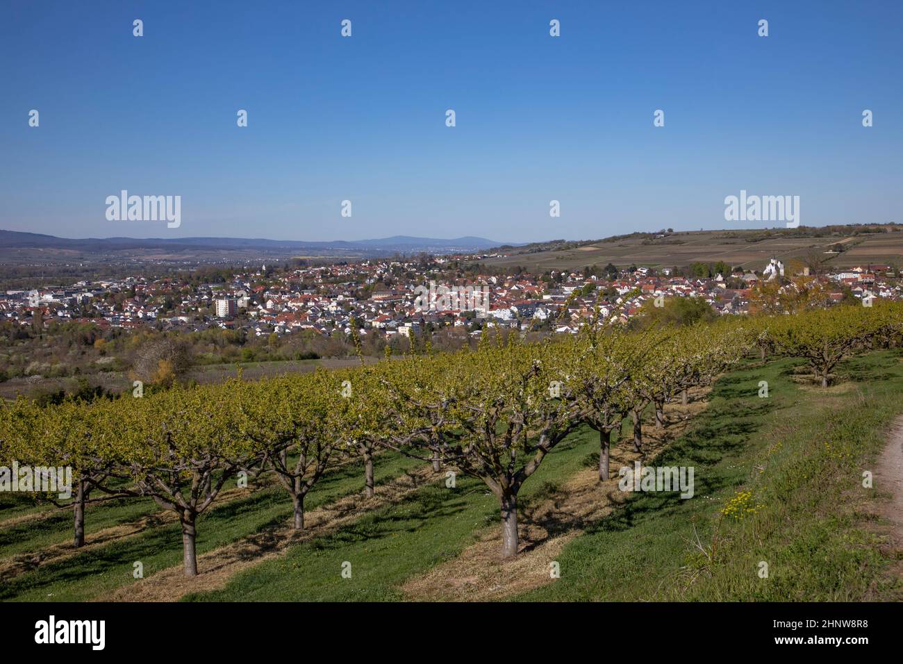 skyline of Ingelheim with famous church and castle in Germany Stock ...