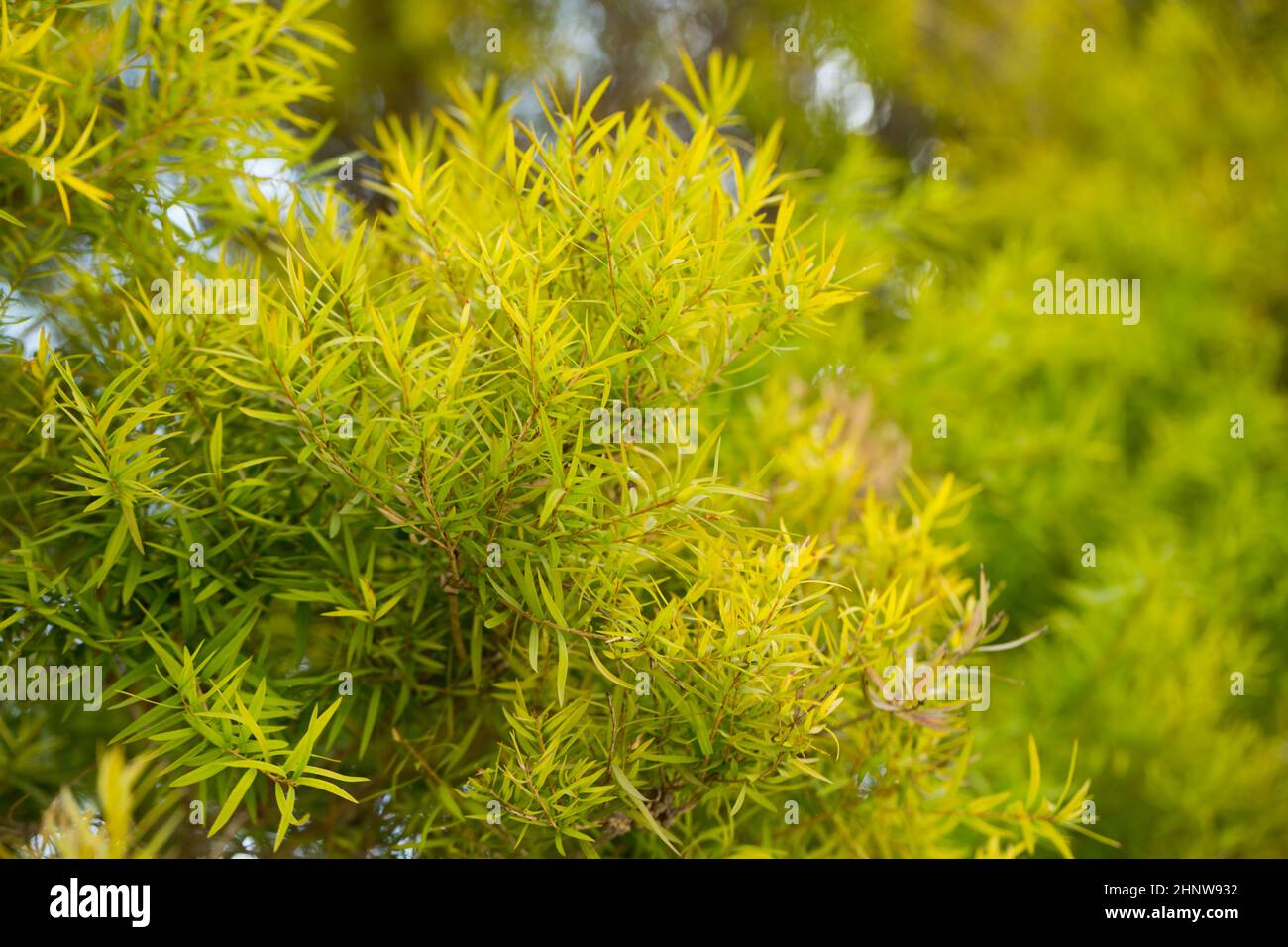 Melaleuca linariifolia hi-res stock photography and images - Alamy