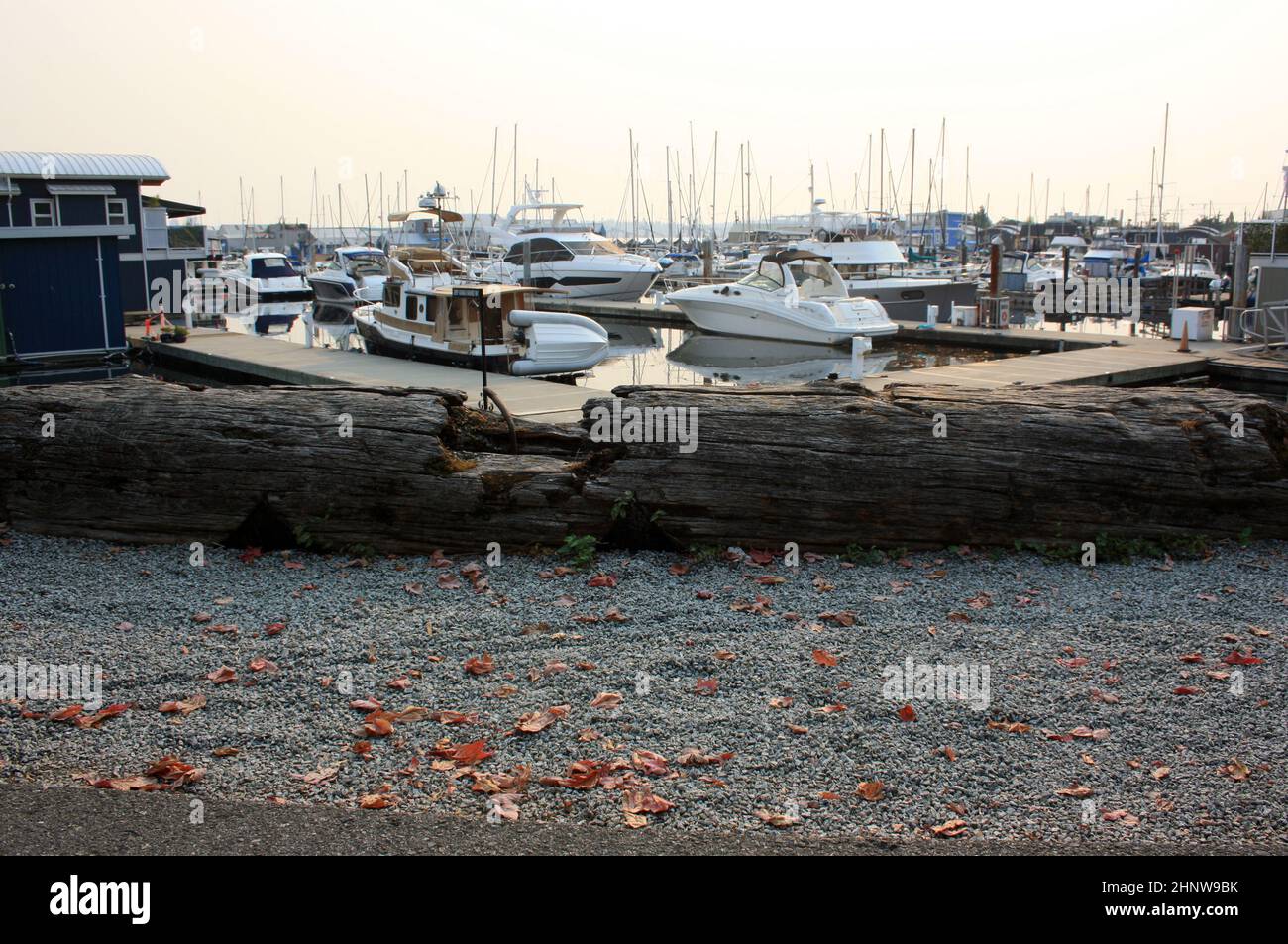 Harbour with boats and yachts behind a tree log in Vancouver, Canada ...