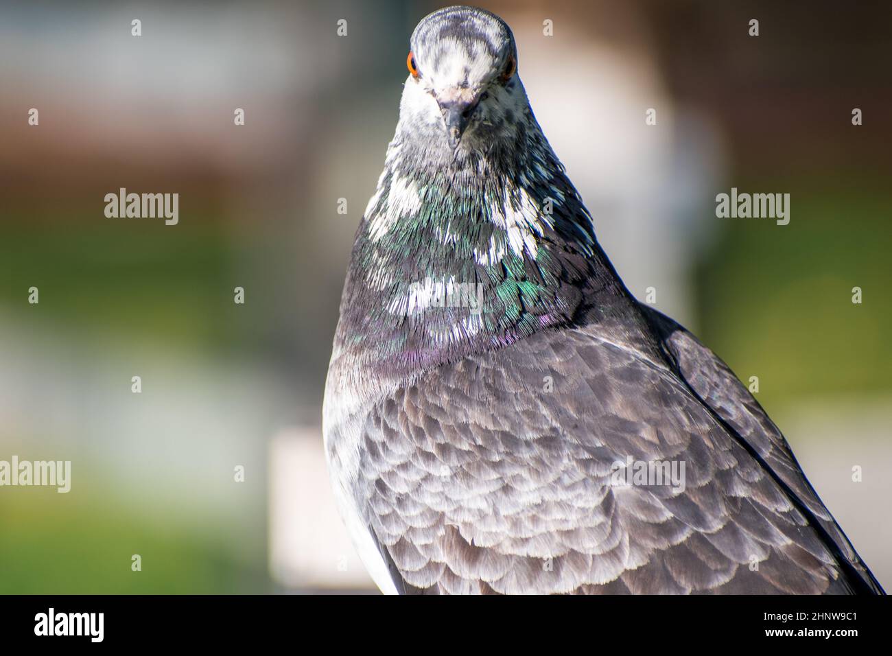 Closeup shot of a homing pigeon with a blurry background Stock Photo ...
