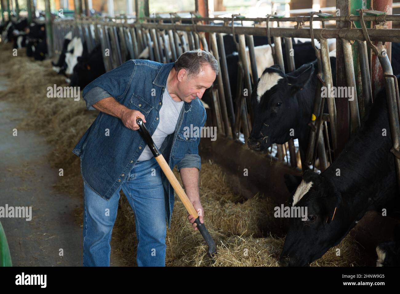 Senior man feeding cows on farm Stock Photo - Alamy