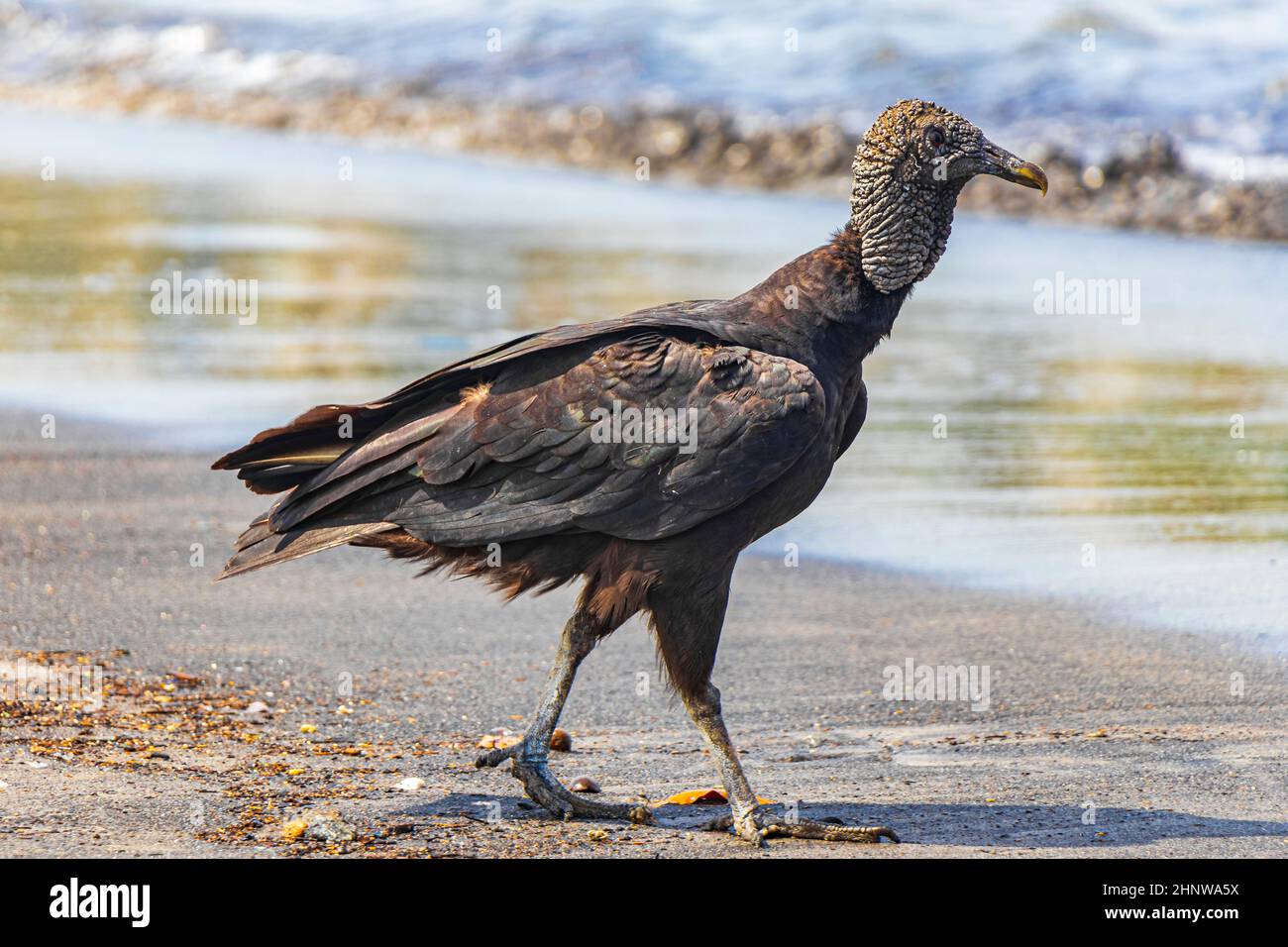 Tropical Black Vulture Coragyps atratus brasiliensis lonely on the ...