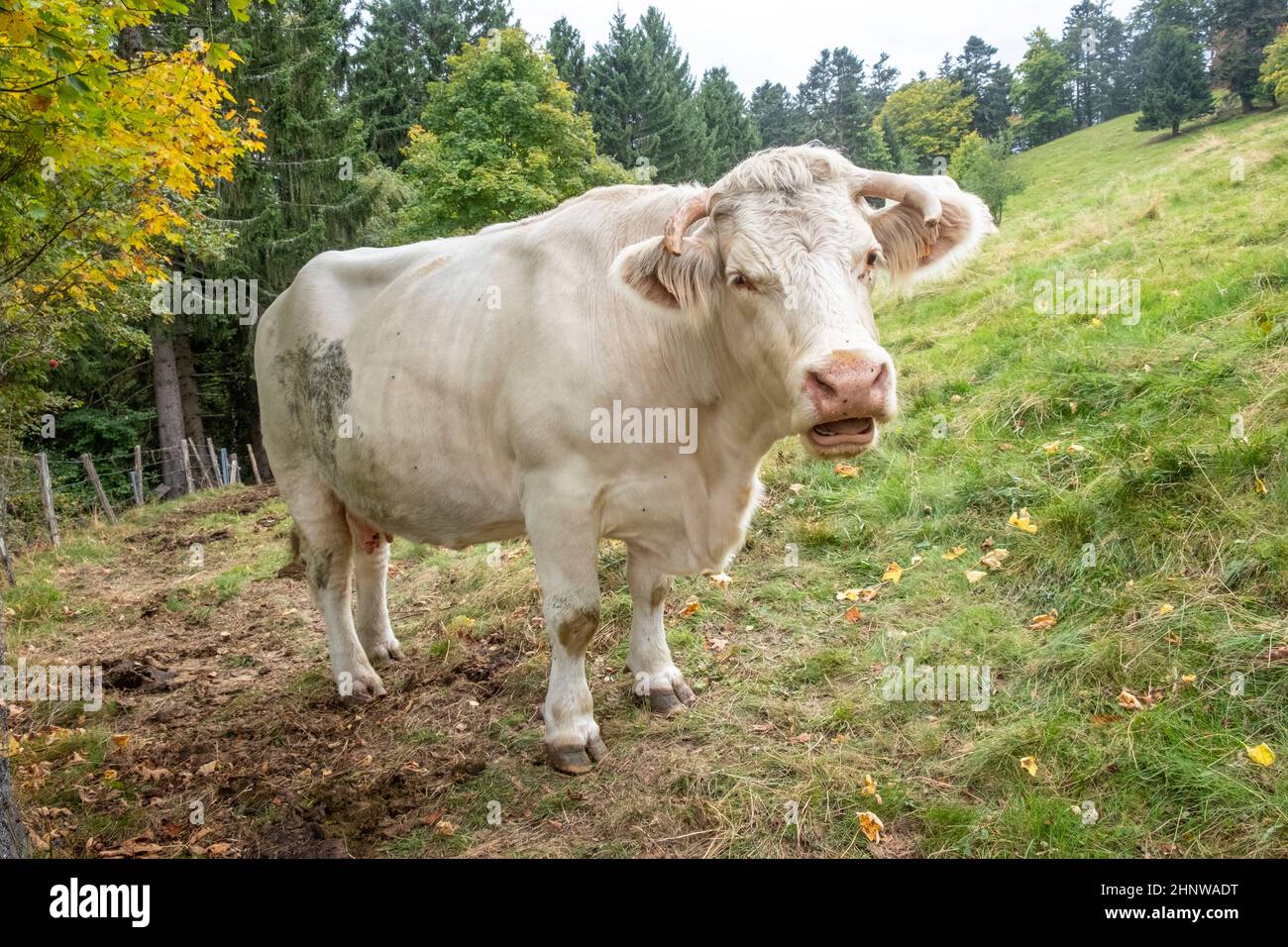 french milk cow at the green meadow at mountain petit Ballon in the ...