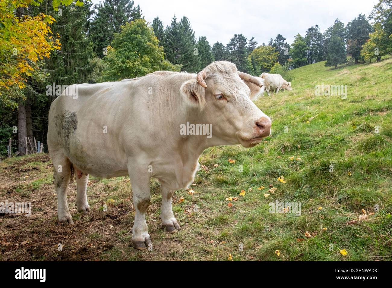 french milk cow at the green meadow at mountain petit Ballon in the ...