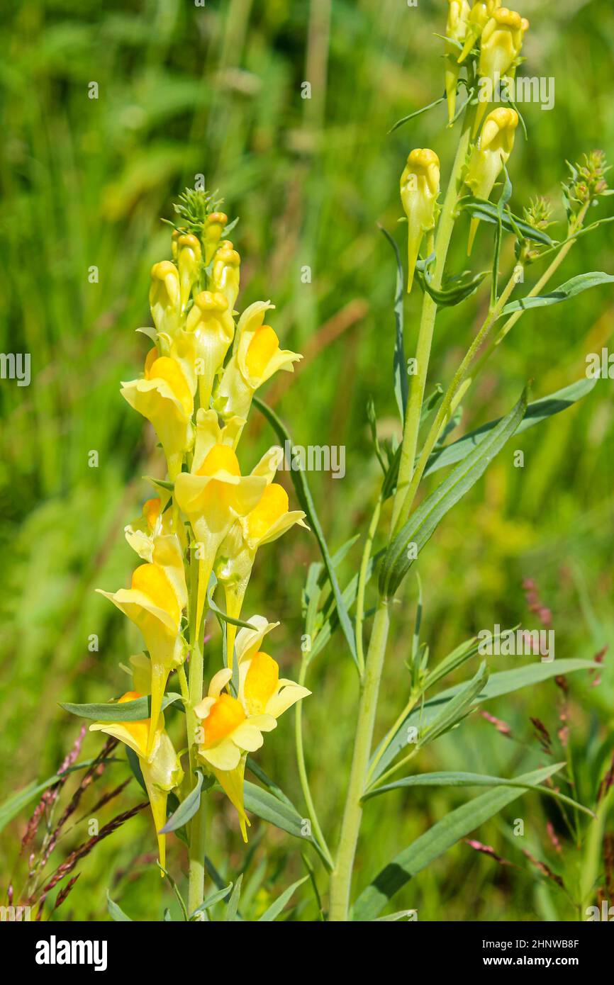 Beautiful yellow flowers on summer meadow in Hemsedal, Viken, Norway ...