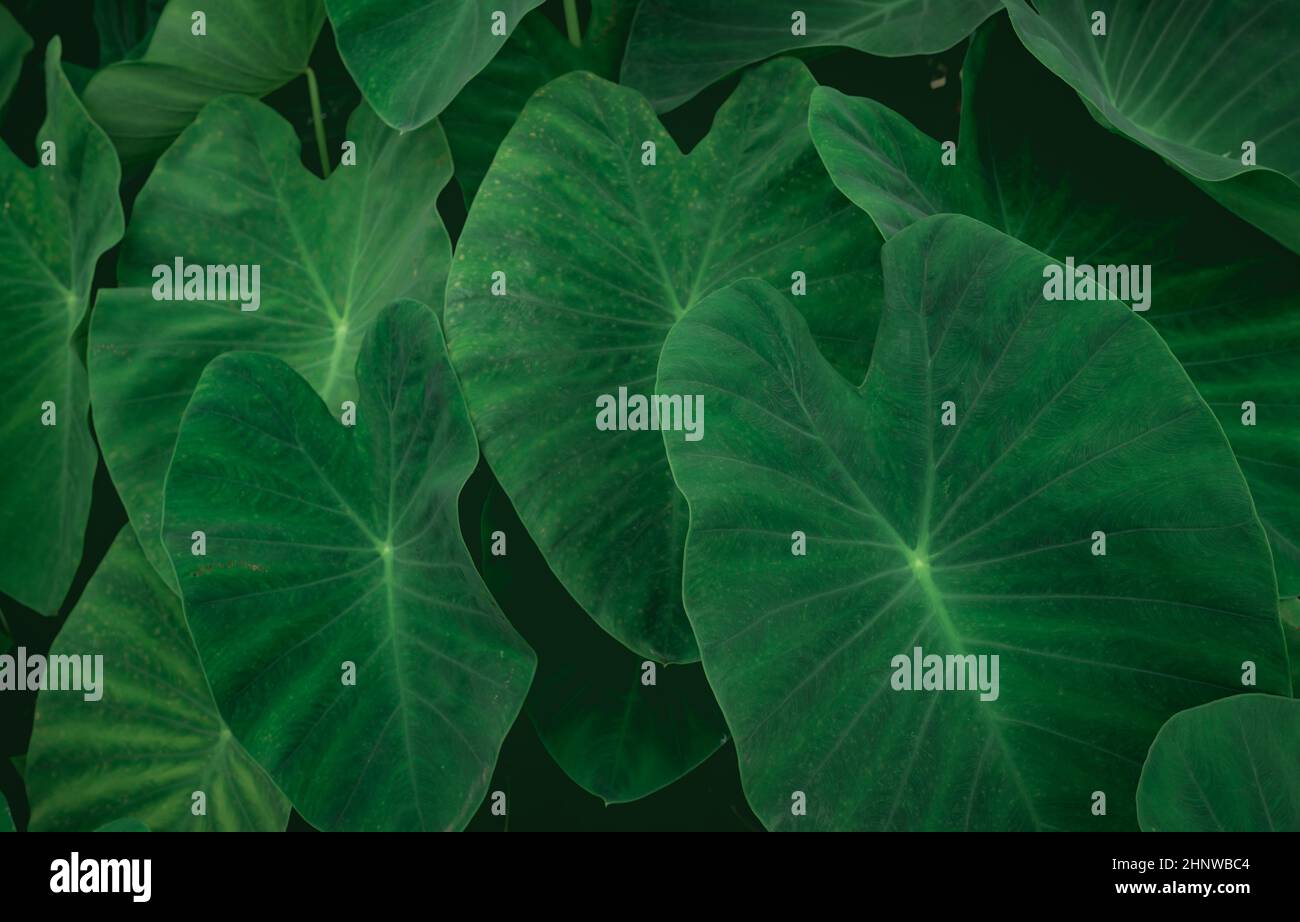 Closeup green leaves of elephant ear in jungle. Green leaf texture ...