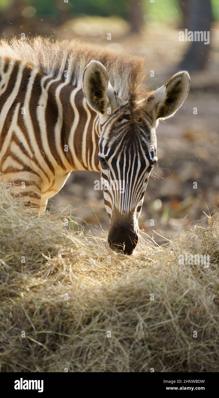 young zebra eating dried grass in zoo Stock Photo - Alamy