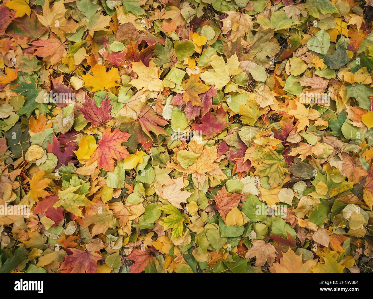 Autumn colorful foliage texture. Different color leaves fallen on the ...