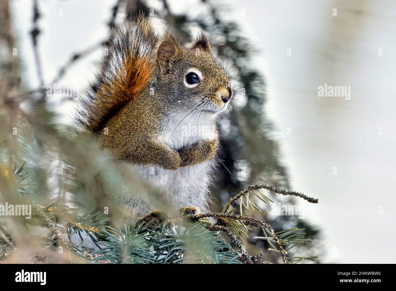 A red squirrel "Tamiasciurus hudsonicus", standing on a spruce tree ...