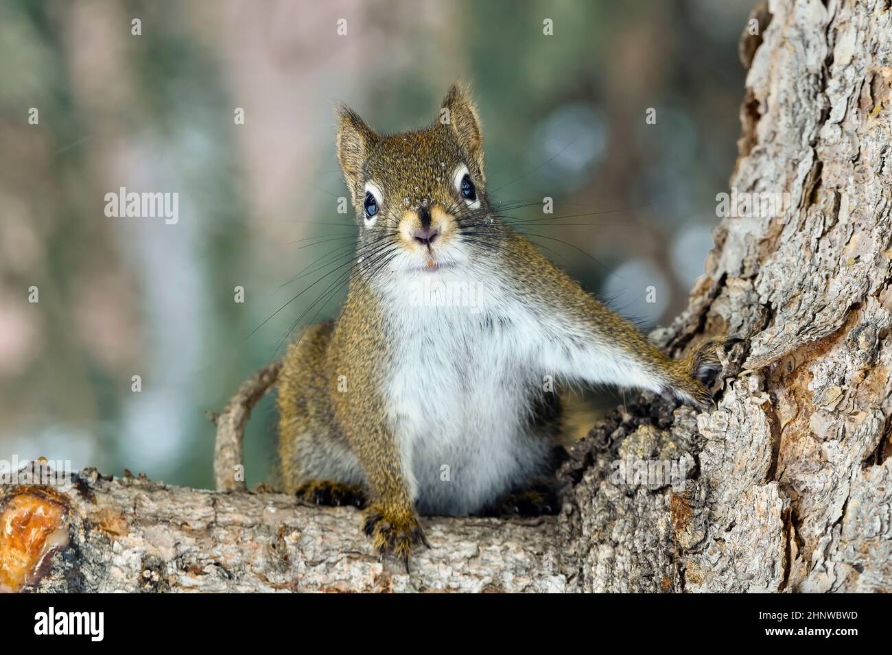 A front view of a red squirrel "Tamiasciurus hudsonicus", on a spruce ...