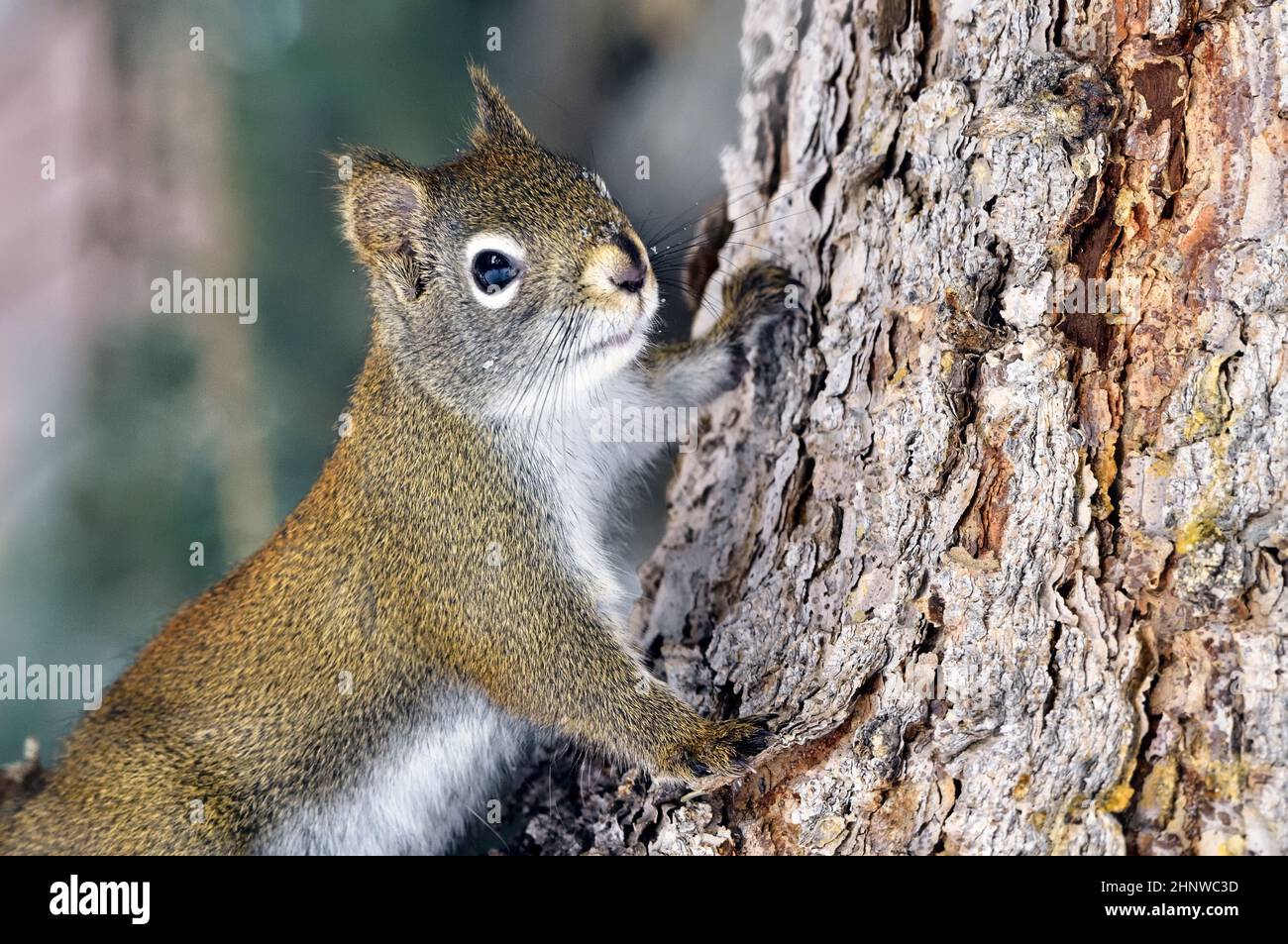 A red squirrel "Tamiasciurus hudsonicus", on a tree trunk ready to dash ...