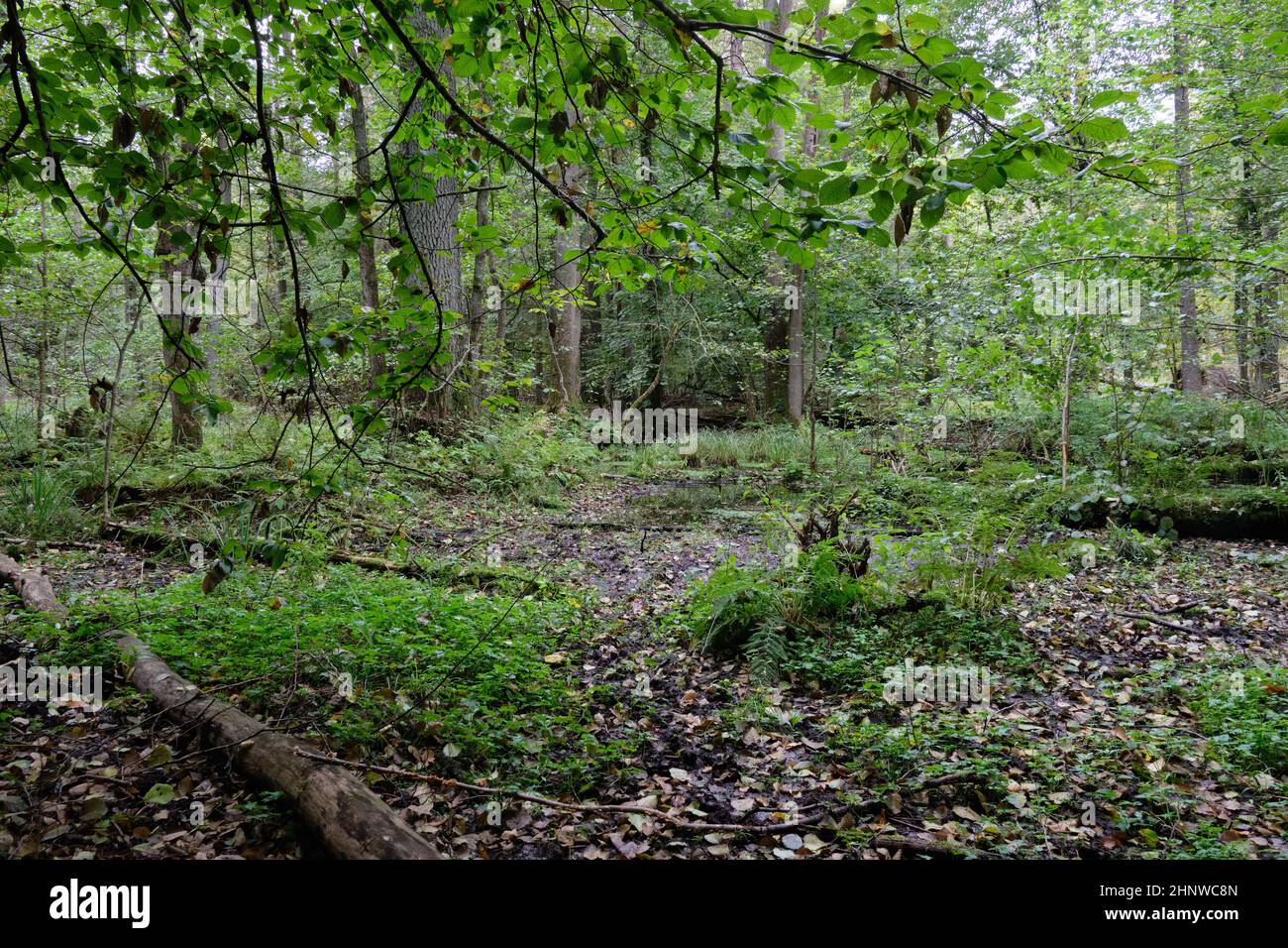 Autumnal west deciduous tree stand with hornbeams and broken tree ...