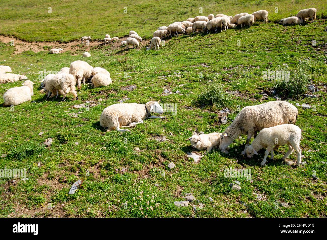 Sheep in a field the grand bornand hi-res stock photography and images ...