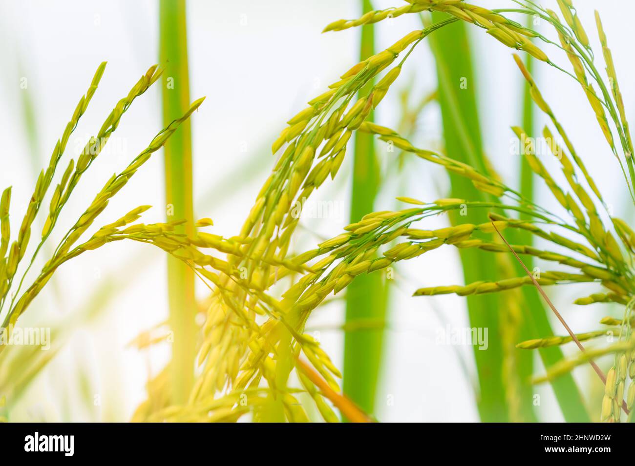 Selective focus on ear of rice. Closeup seed. Rice plantation. Organic ...