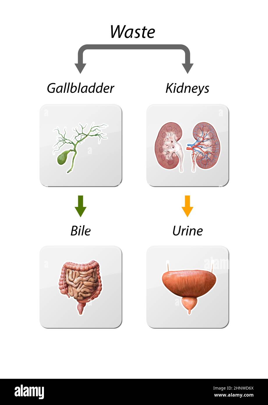 Detox Pathways, From entering toxins in liver to Neutralize and ...